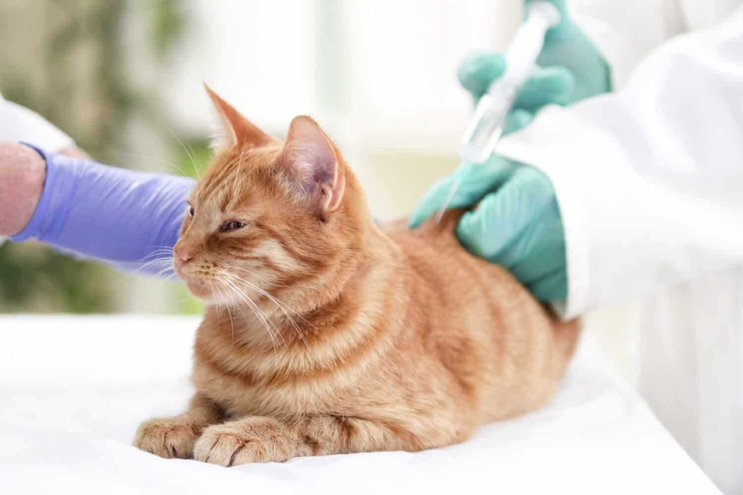 Understanding Common Pet Vaccines and Why They Are Important | Rocklin ...