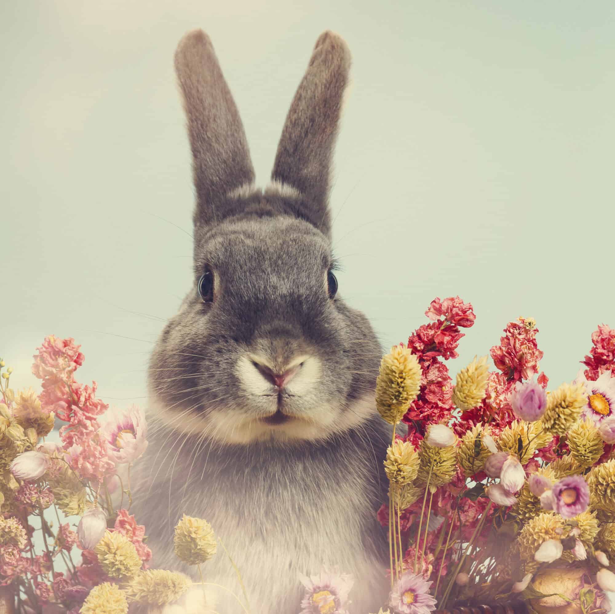 Hoppy Spring: Pet Friendly Easter Ideas - Rocklin Ranch Veterinary ...