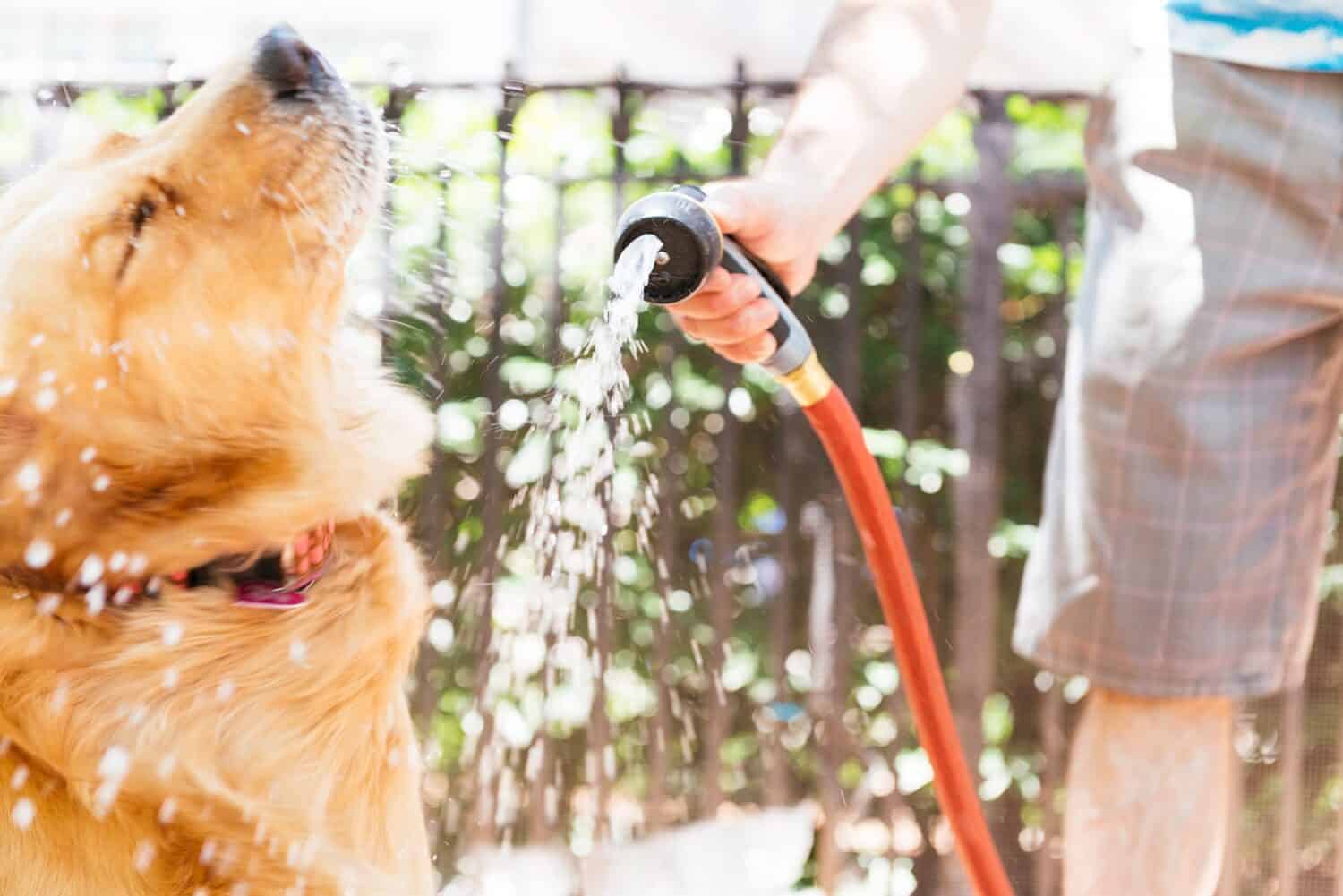 Preventing Dehydration in Pets | Rocklin Ranch Veterinary Hospital ...