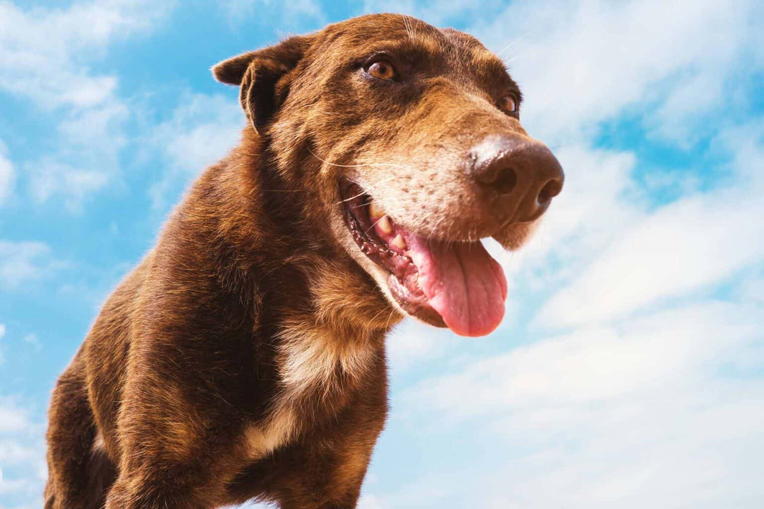 All About Pet Sweat (In Case You Were Wondering) | Rocklin Ranch ...