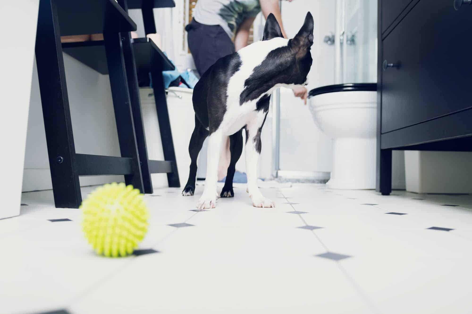 A Cold Drink From the Toilet: Uncouth Dog Behavior (Sometimes) Makes ...