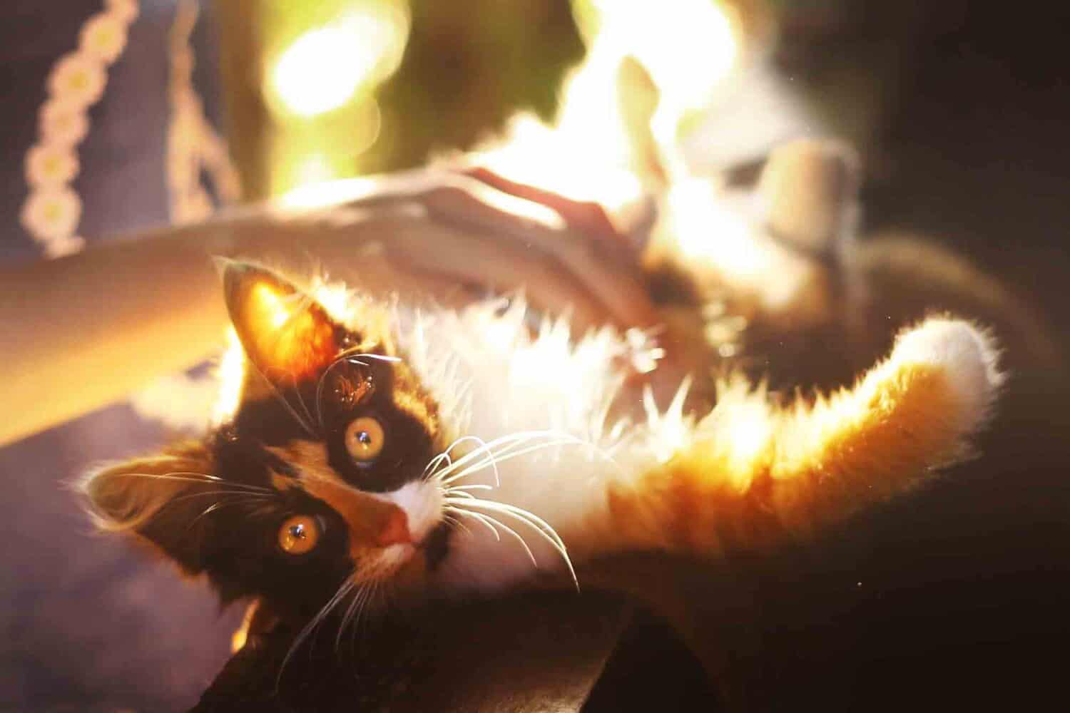 Keep Your Feline Friend Happy With a Catio | Rocklin Ranch Veterinary ...