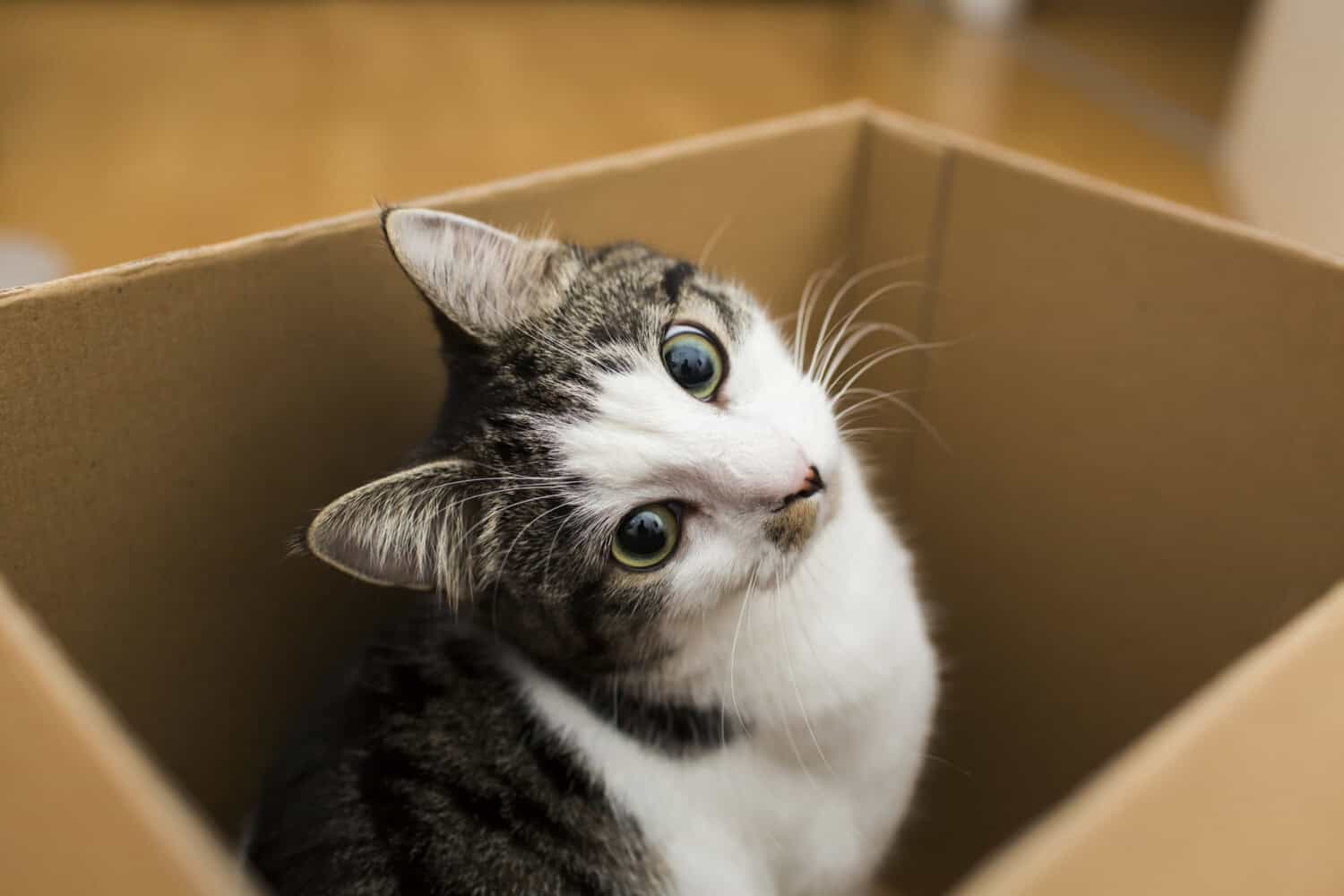 Moving? Understanding Feline Behavior Will Help Ease the Transition ...