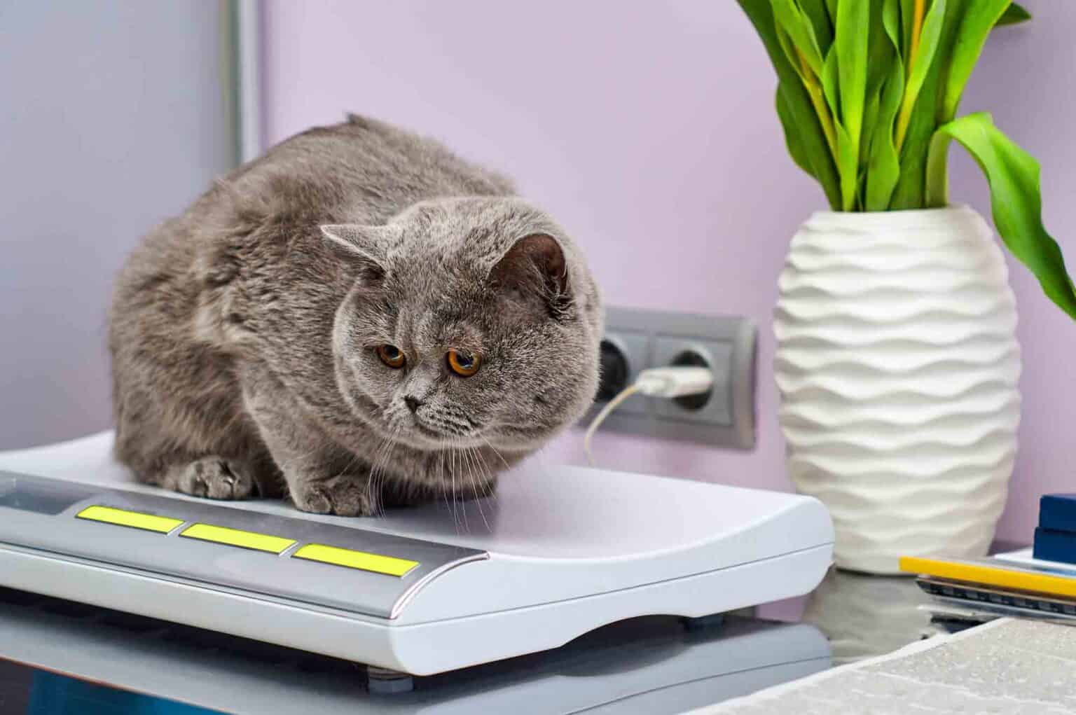 Is Pet Weight Gain a Seasonal Phenomenon? How to Slim Down This Spring ...