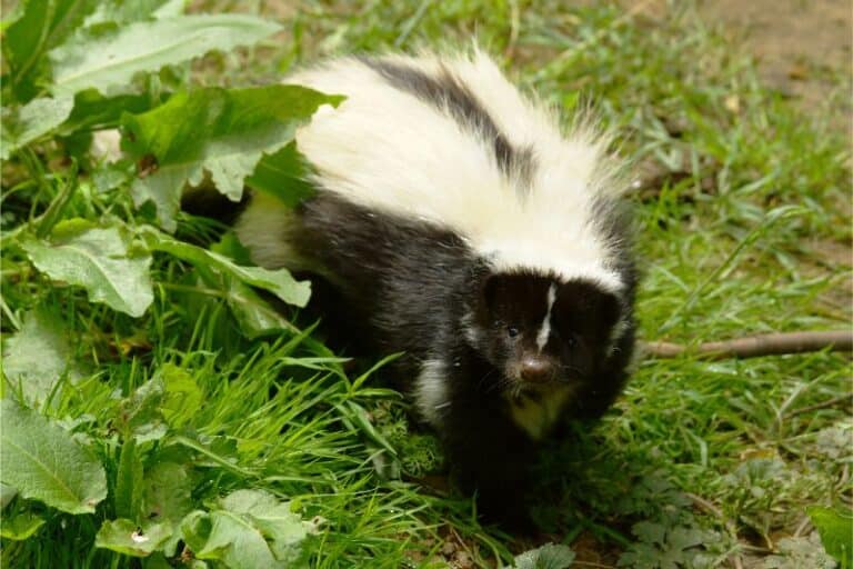 A Stinky Situation: What to Do if Your Pet is Sprayed By a Skunk ...
