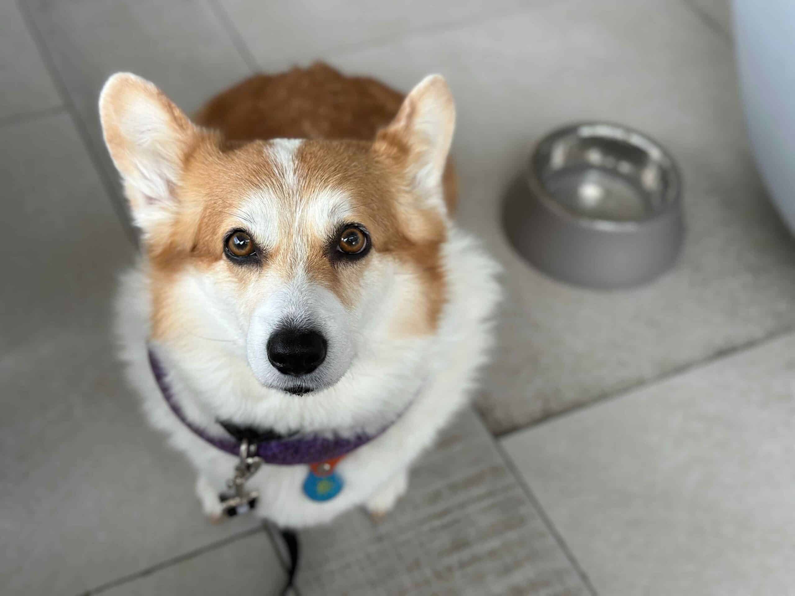 Season’s Eatings: Offer Healthy Pet Snacks to Your Buddy During the ...