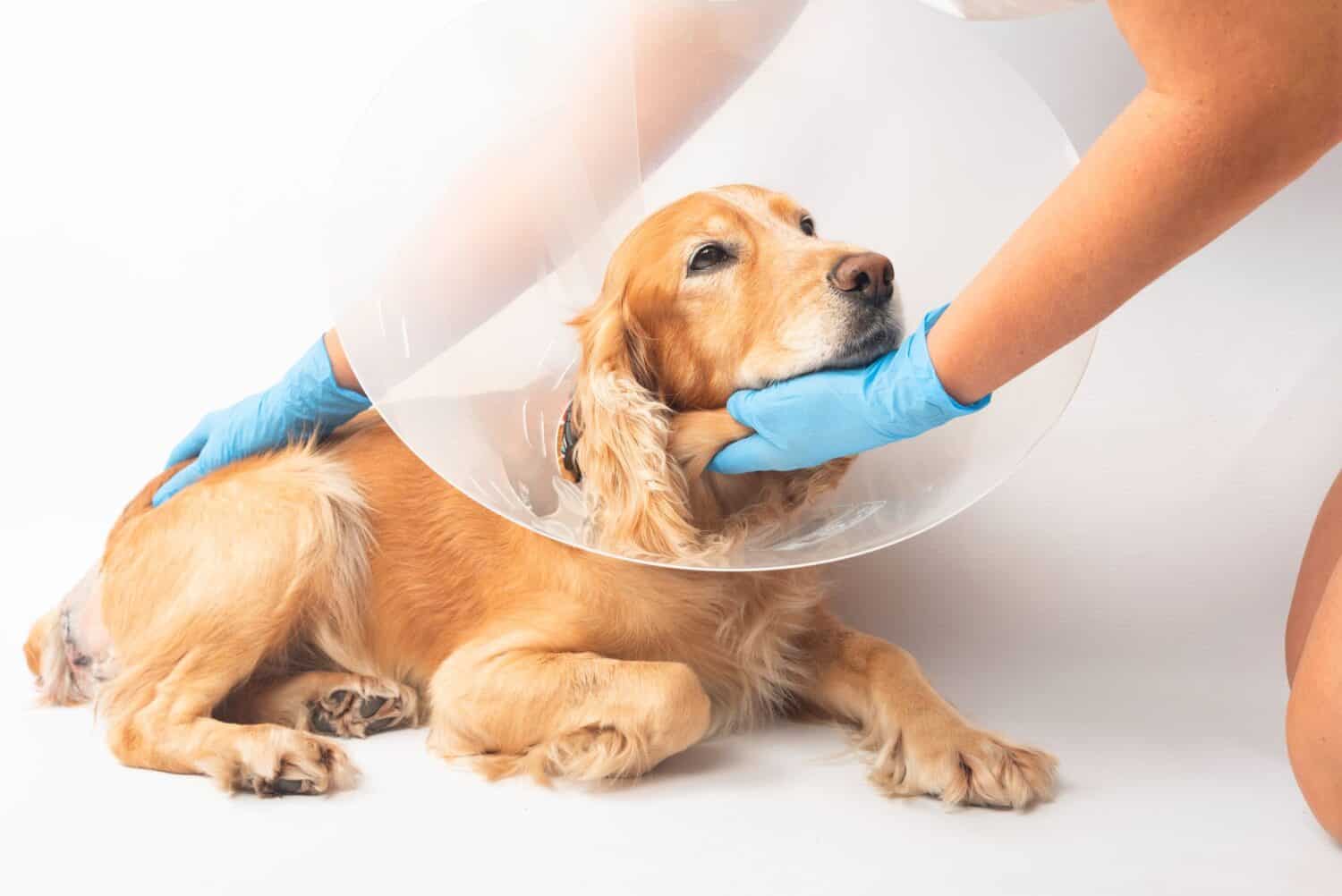 How to Prepare Your Pet for Surgery and What to Expect During the ...